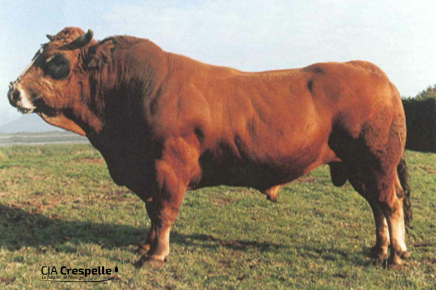 Taureaux de race Parthenaise.