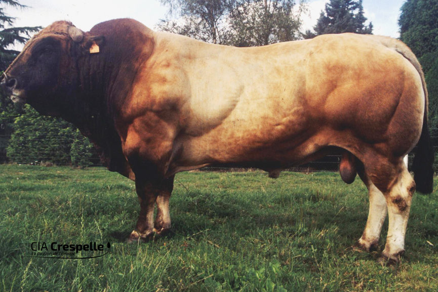 Taureaux de race Parthenaise.
