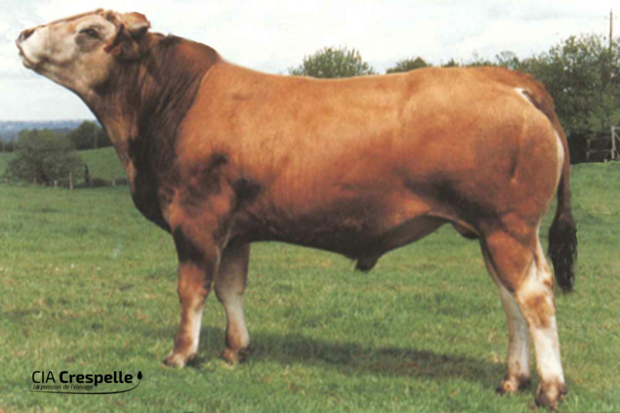 Taureaux de race Parthenaise.